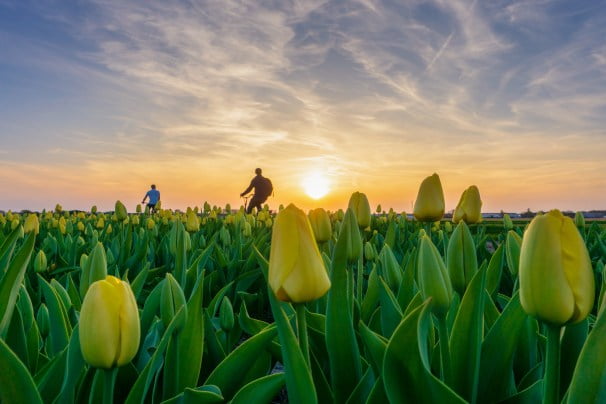 Oneigenlijk gebruik Bollengrond & waardevolle graslanden - Hillegom Online