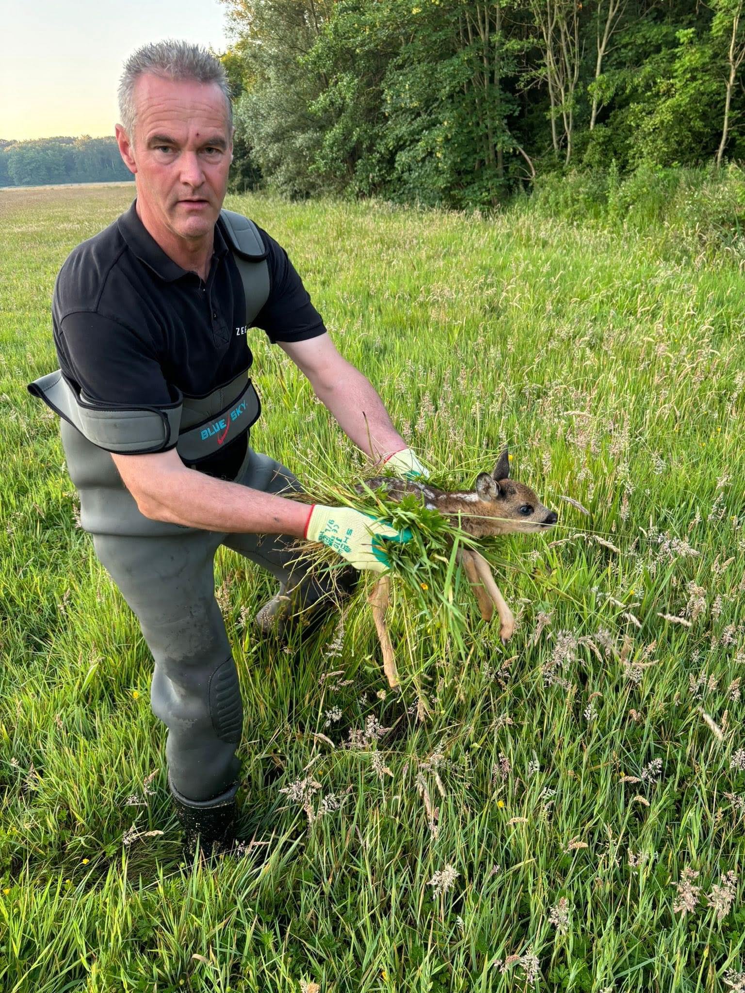 Pasgeboren reekalfjes gered van maaimachine - Hillegom Online